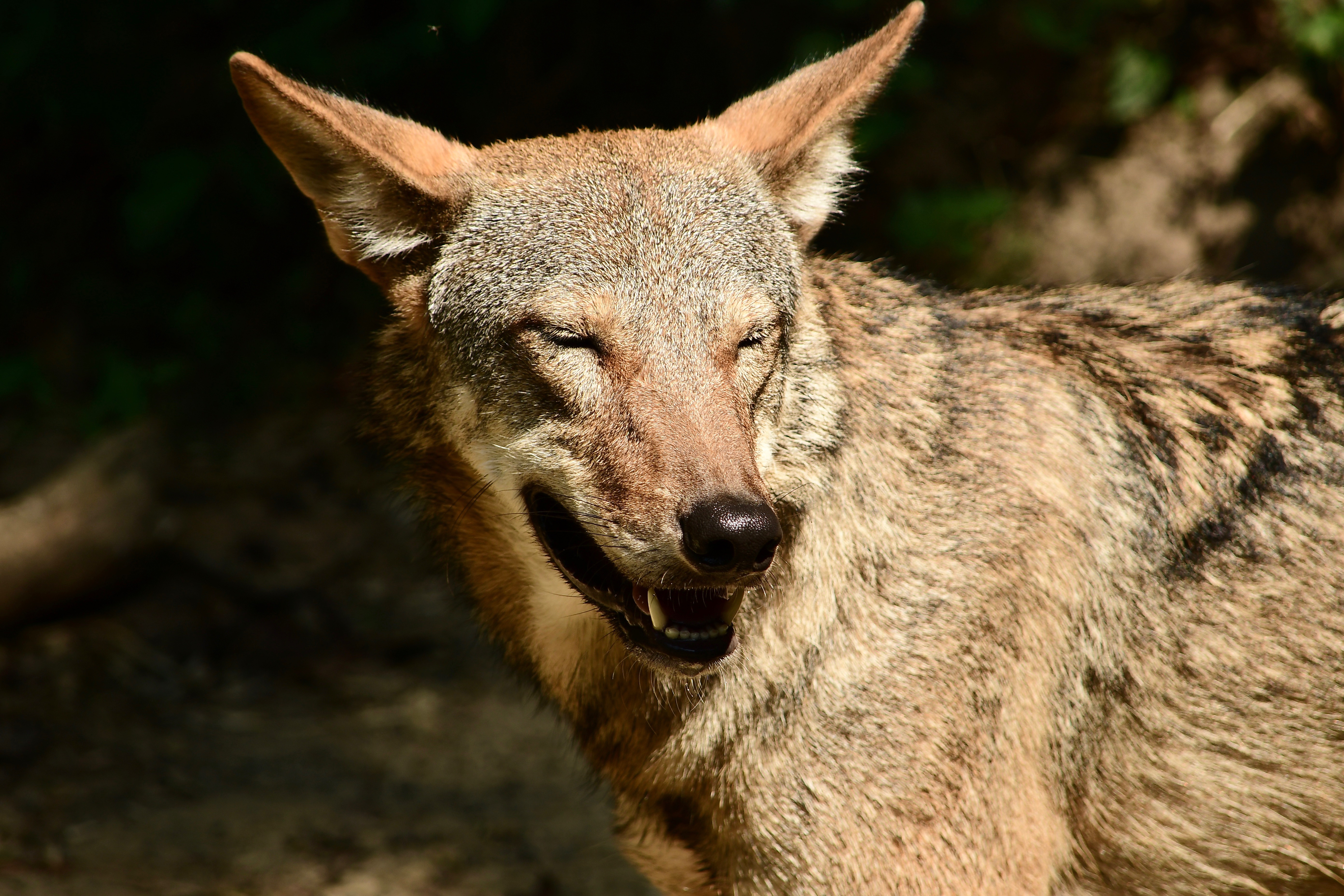 Local View: Forget everything you've heard about the 'big bad wolf' | Defenders of Wildlife